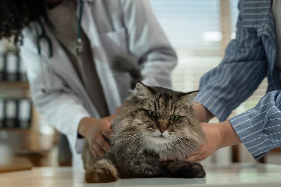 How Microchipping Supports Pet Preventative Health